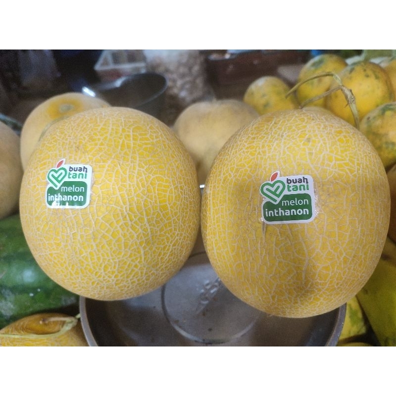 Jual Melon inthanon super manis legit 1 buah berat 1,2 kg - 2 kg ...