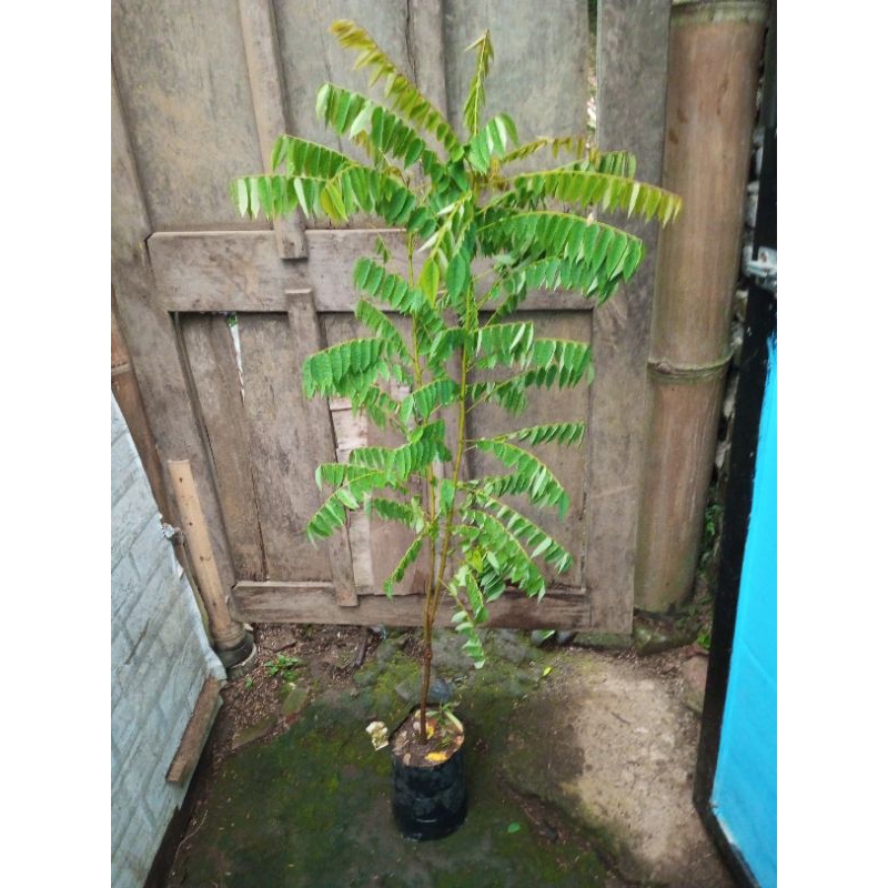 Jual Tanaman belimbing wuluh super rimbun | Shopee Indonesia