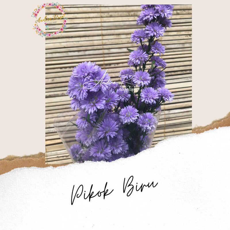 Jual Pikok Biru / Bunga Segaar | Shopee Indonesia