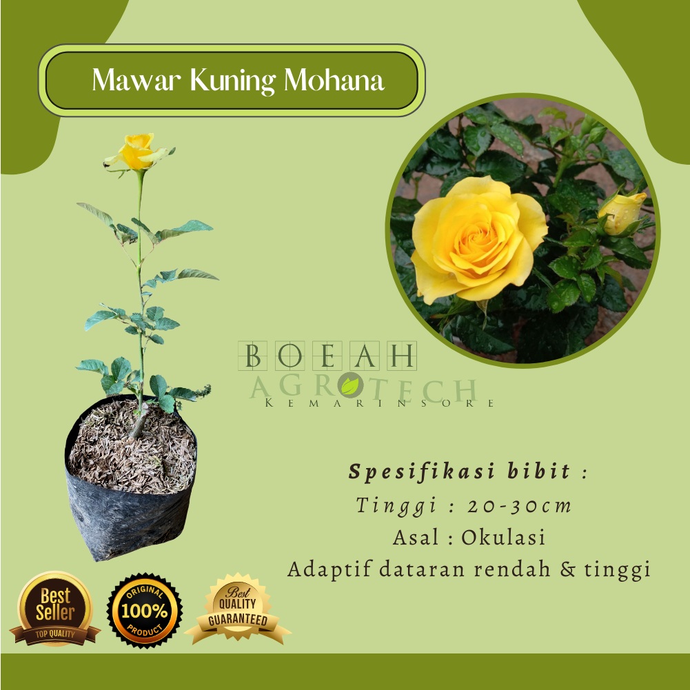 Jual Bibit Tanaman Mawar Kuning Mohana Wangi Kondisi Berbunga Rimbun ...