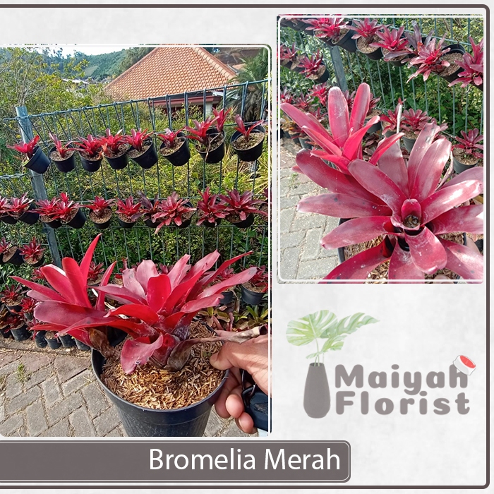 Jual Bromelia Merah - Tanaman Hias | Shopee Indonesia