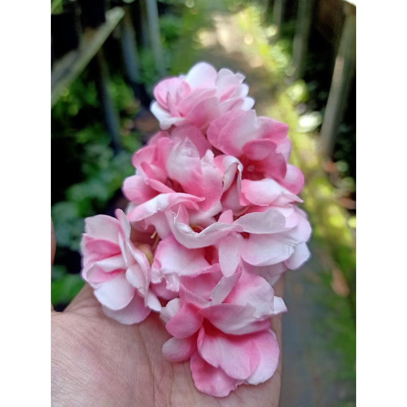 Jual BENIH BUNGA PACAR AIR ROSE BALSAMNIA PINK GRADASI PUTIH | Shopee ...