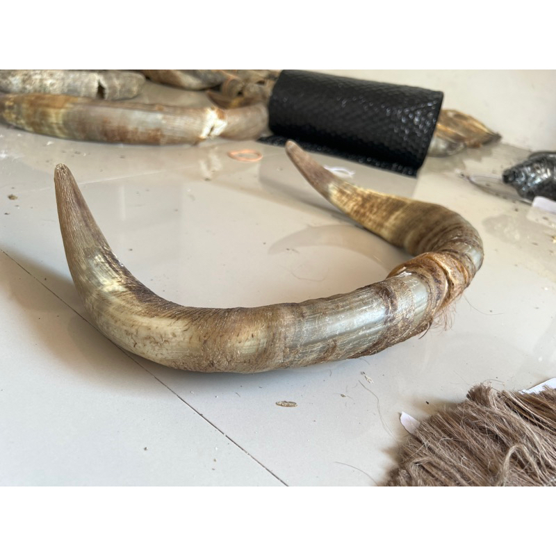 Jual tanduk sapi pasangan ukuran 2 kil superan | Shopee Indonesia