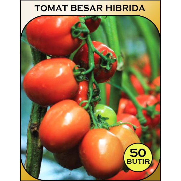 Jual Benih Tomat Besar Hibrida Repack isi 50 Butir | Shopee Indonesia