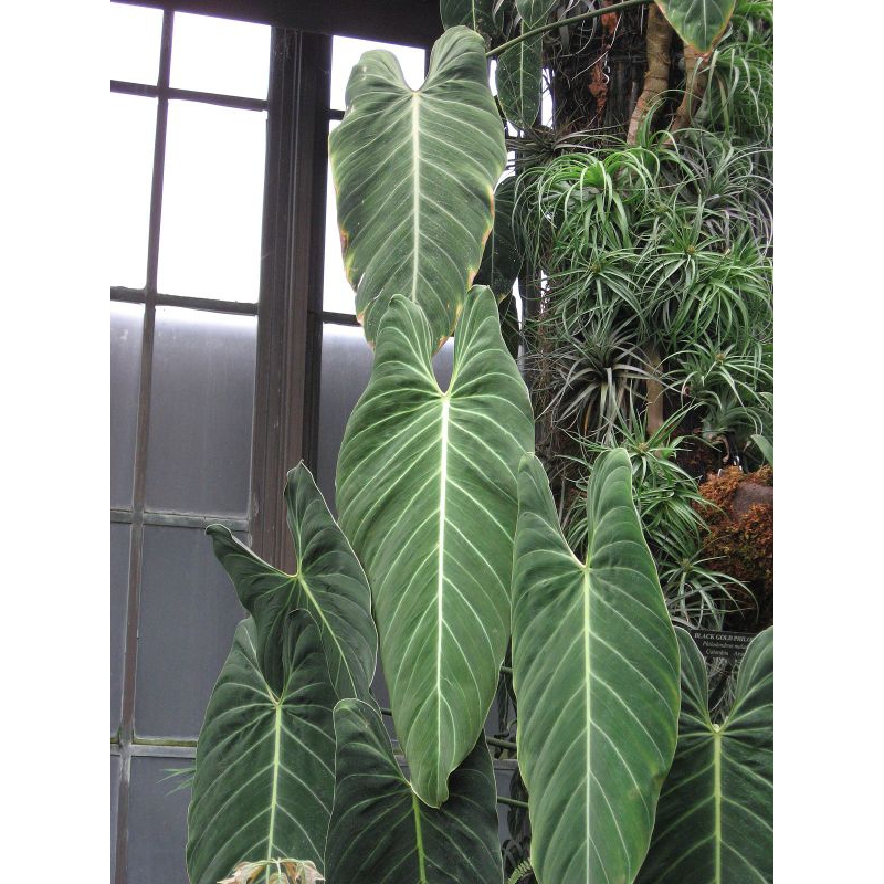 Jual BATANG BESAR DAUN RIMBUN TERMURAH!!!Tanaman hias Philodendron ...