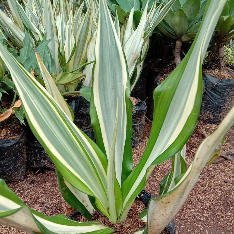 Jual tanaman agave putih atau agave varigata | Shopee Indonesia