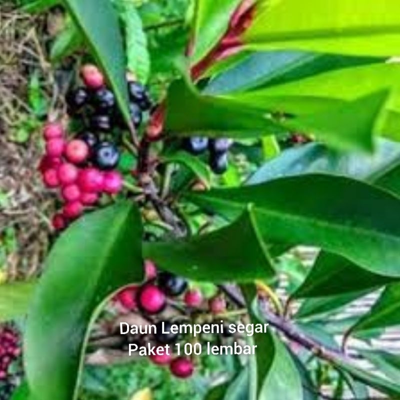 Jual DAUN LEMPENI SEGAR 100 LEMBAR | Shopee Indonesia