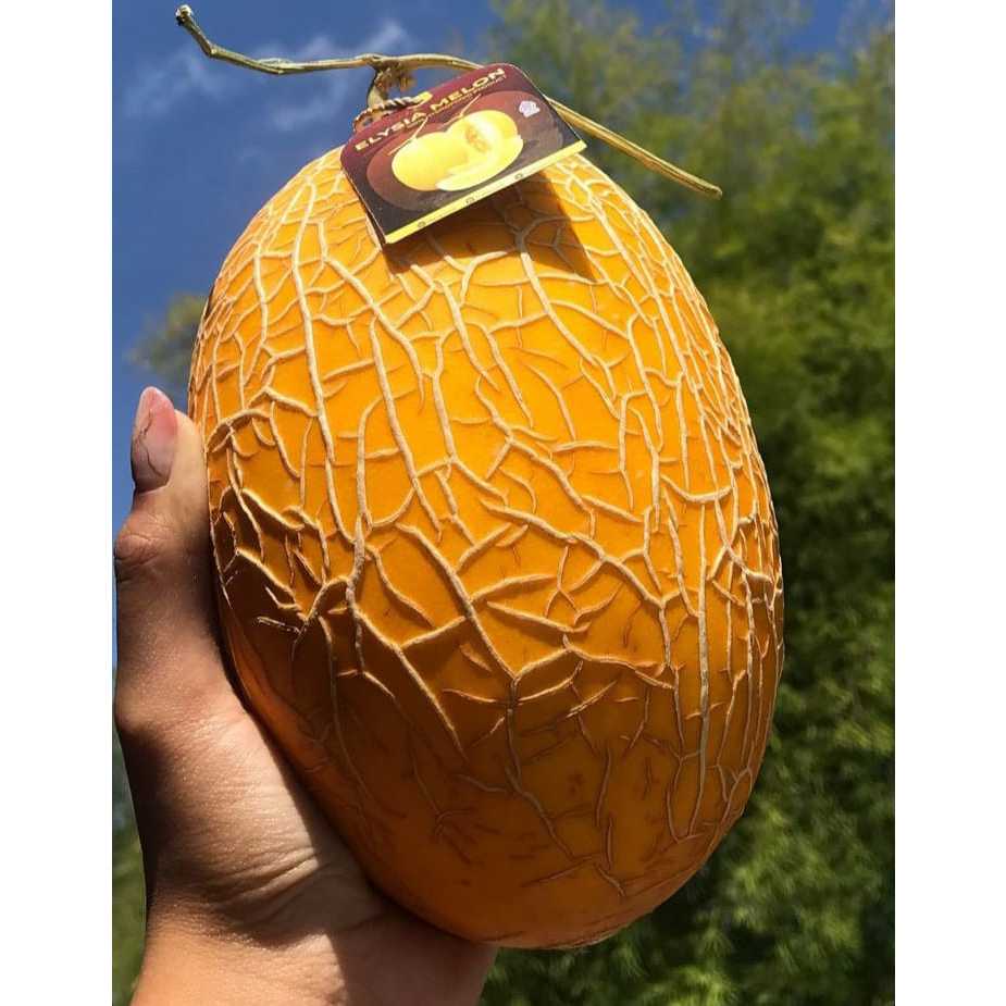 Jual Buah Melon Elysia Bulat Utuhan (2-3kg), Ready Stock Delivery Jogja ...
