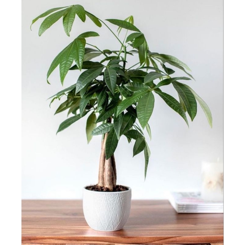 Jual tanaman hias pachira aquatic - money tree kepang + pot putih ...