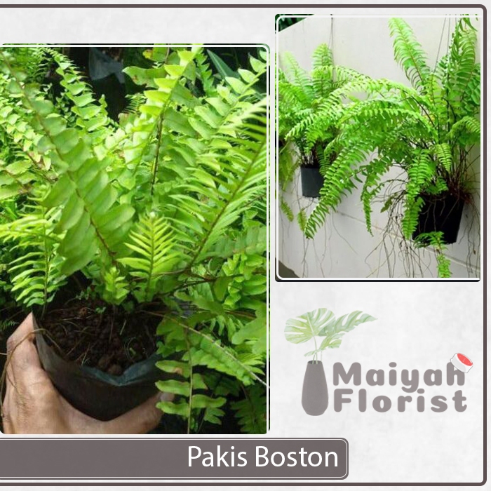 Jual Tanaman Hias Gantung Pakis Boston - Pakis Pedang - Nephrolepis ...