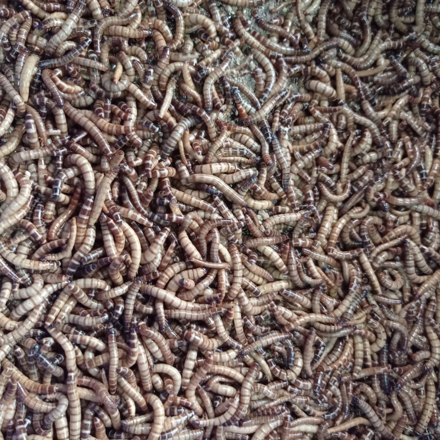 Jual Ulat Jerman Hidup 100g Ulat Pakan Makanan Ikan Hias Ulat German ...