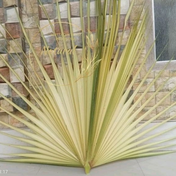 Jual Promo Spesial! Daun Siwalan Lontar MUDA, SEDANG, TUA (BARU TEBANG ...