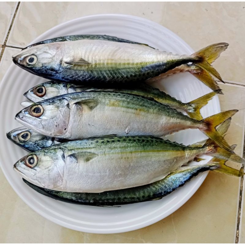 Jual IKAN BANJAR SEGAR 1KG | Shopee Indonesia