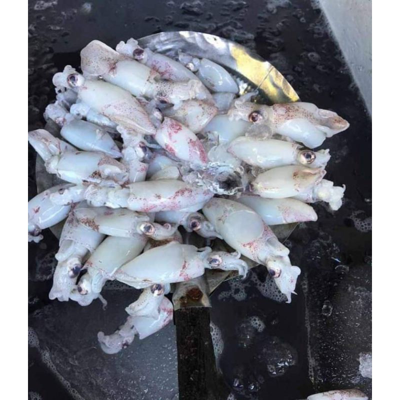 Jual Cumi segar beku, Baby cumi, Baby gurita | Shopee Indonesia