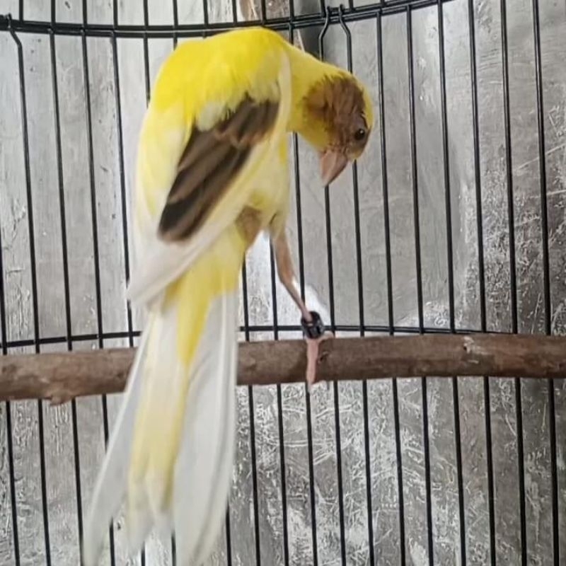 Jual kenari f2 gb(gibboso) | Shopee Indonesia