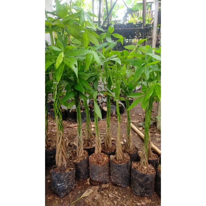 Jual Tanaman pachira kepang 9 tanaman hias pachira tree money aquatic ...