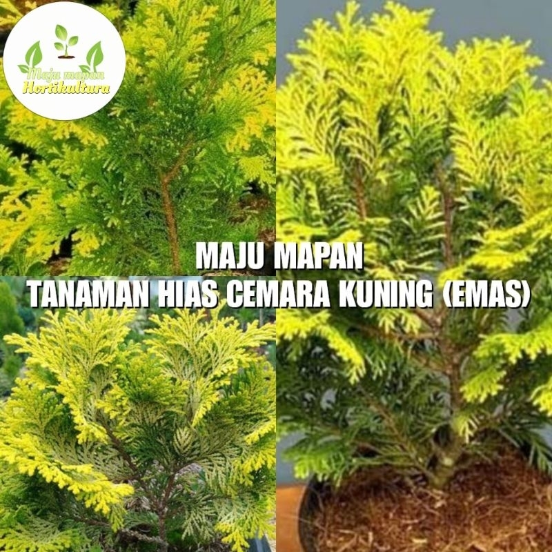 Jual TANAMAN HIAS CEMARA KUNING (EMAS) SUPER | Shopee Indonesia