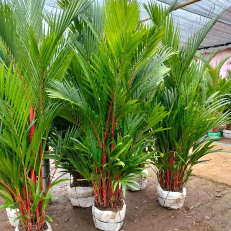Jual Pinang Merah Tinggi 50 sd 80 Cm - Palem Merah Tanaman Tahan Panas ...