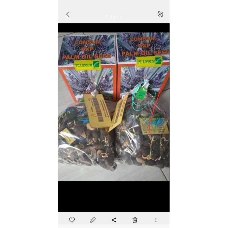 Jual Bibit unggul kecambah sawit LONSUM | Shopee Indonesia