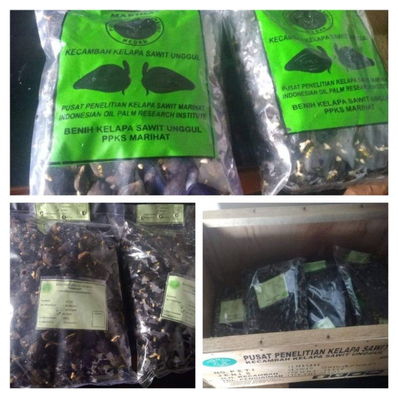 Jual 2kantong kecambah sawit DXP MARIHAT bersertifikat | Shopee Indonesia