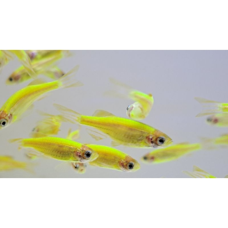 Jual GLOOFISH DANIO YELLOW HIJAU STABILO HIASAN AKUARIUM | Shopee Indonesia