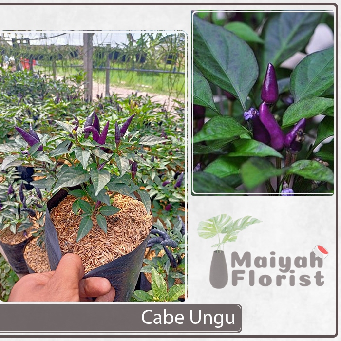 Jual Cabai Ungu - Cabe Ungu - Cabe Jepang - Tanaman Herbal | Shopee ...