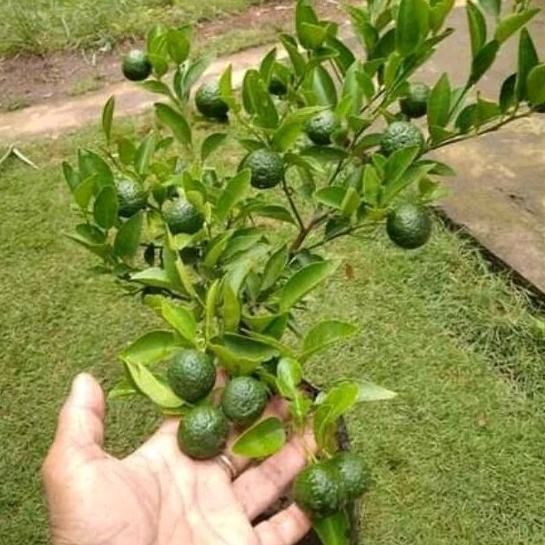 Jual Pohon Jeruk Limo SUDAH Berbuah - Jeruk Sambal - Jeruk Wedang ...