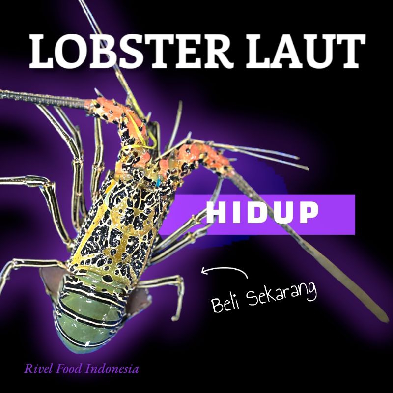 Jual Lobster Laut Hidup Besar Size 1000Gram Up (1kg isi 1 Ekor ...