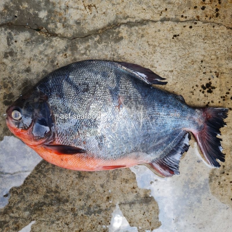 Jual Ikan Bawal Merah Tawar | Shopee Indonesia