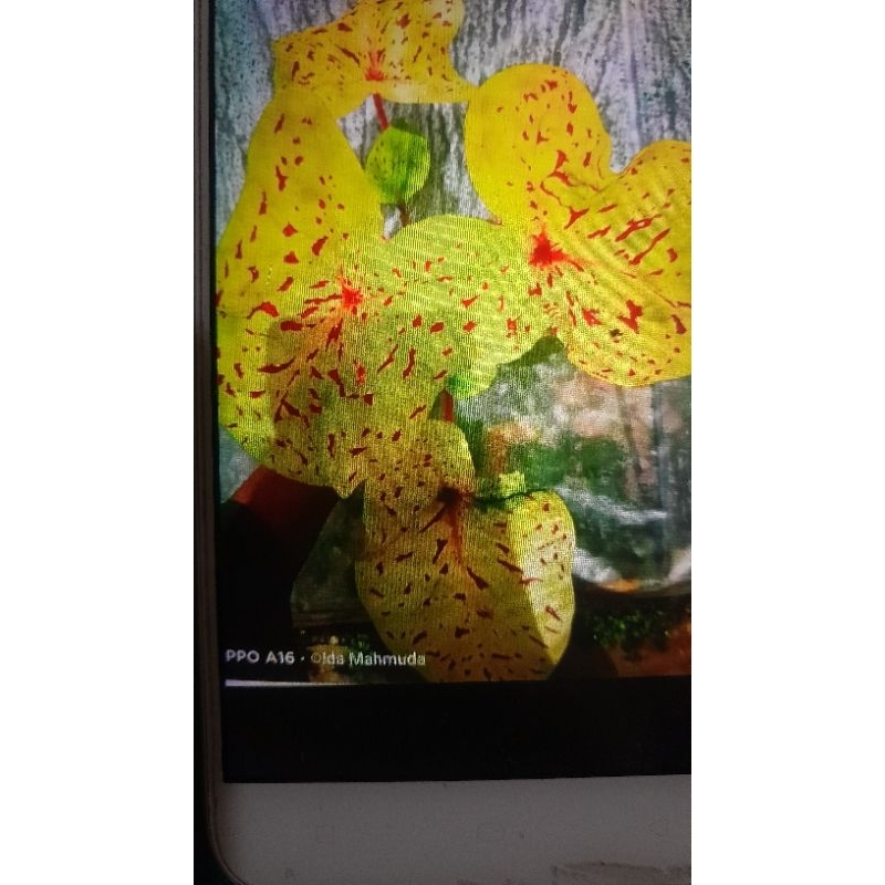 Jual Tanaman Caladium kuning Sparky cantik remaja | Shopee Indonesia