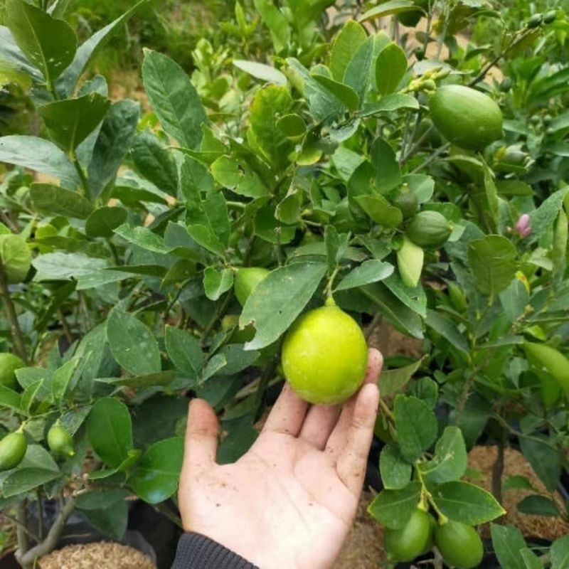 Jual Jeruk Lemon California Sudah Berbuah | Shopee Indonesia