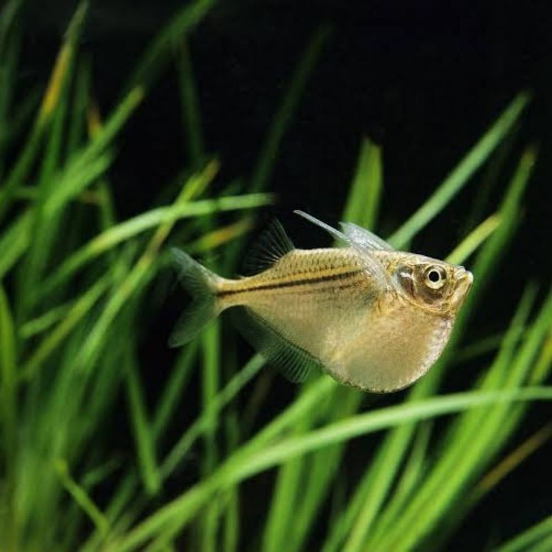 Jual ikan hias air tawar - IKAN KAPAK - SILVER HATCHET FISH | Shopee ...