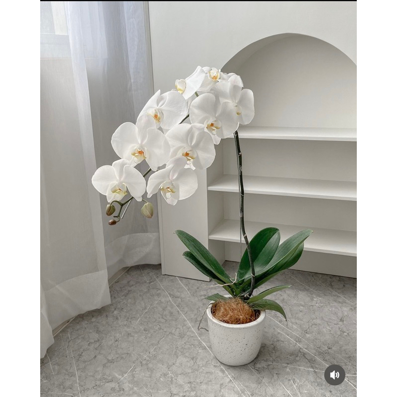 Jual Delphinium Orchid Anggrek Bulan Putih dengan Pot dan Vase Bouquet ...