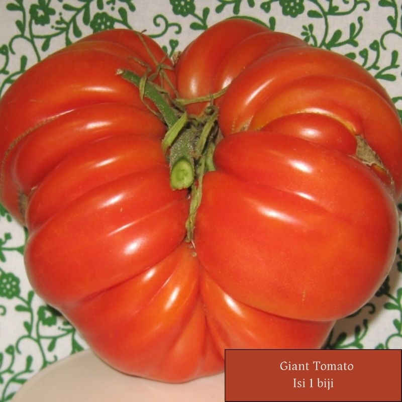 Jual Benih - Giant Tomato - Tomat Raksasa - Heirloom | Shopee Indonesia