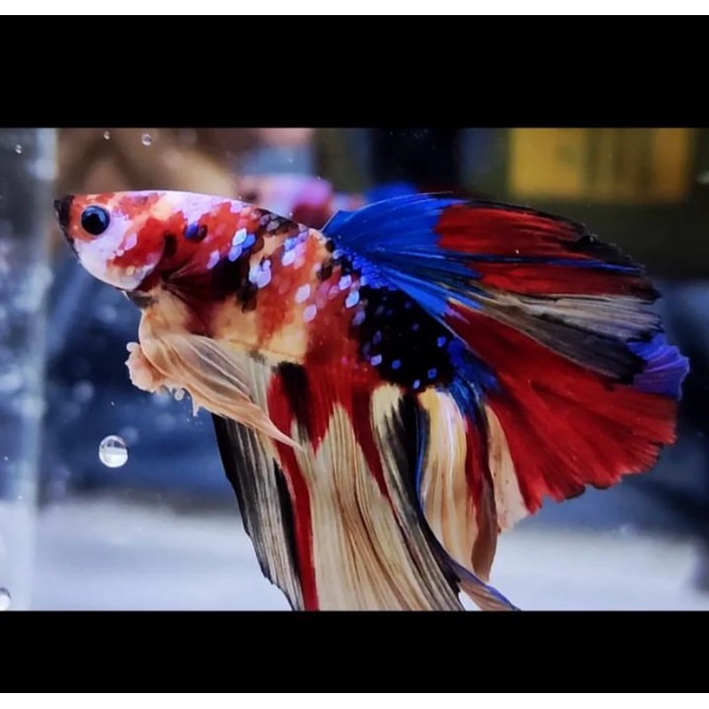 Jual Stiker cupang indra | Shopee Indonesia