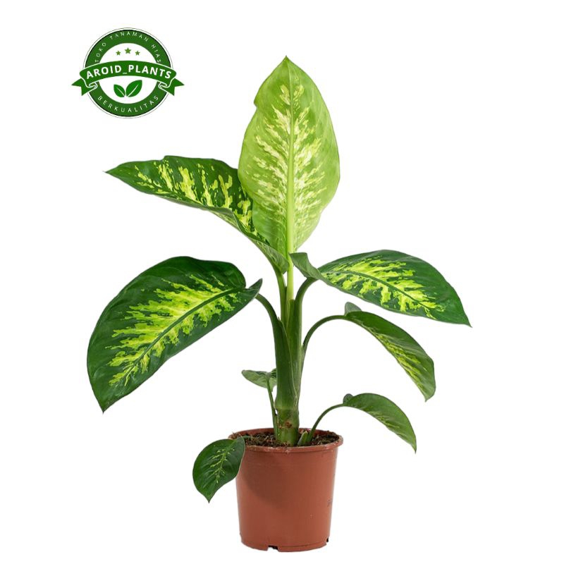 Jual Tanaman Hias Dieffenbachia Zebra - Pohon Belanceng Zebra | Shopee ...