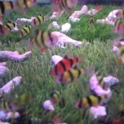 Jual sumatra glofish/ tiger barb (Puntius tetrazona) | Shopee Indonesia