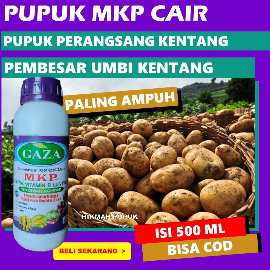 Jual BOOSTER UMBI KENTANG BIAR CEPAT BESAR DAN TAHAN SAAT MUSIM HUJAN ...