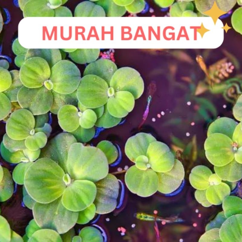 Jual Tanaman eceng gondok / Tanaman air apung / Tanaman air | Shopee ...