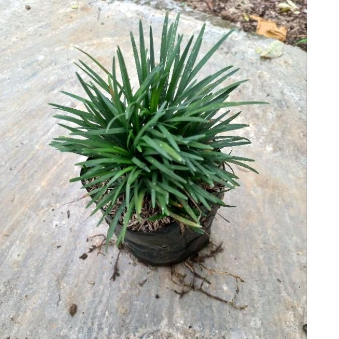Jual Blantik Kembang-Tanaman Hias-Rumput Kucai Mini Rimbun | Shopee ...