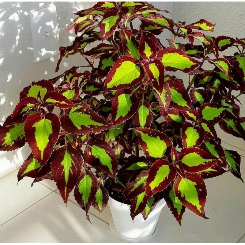 Jual tanaman hias miana/tanaman cantik (tanaman hidup-bunga hidup Besar ...