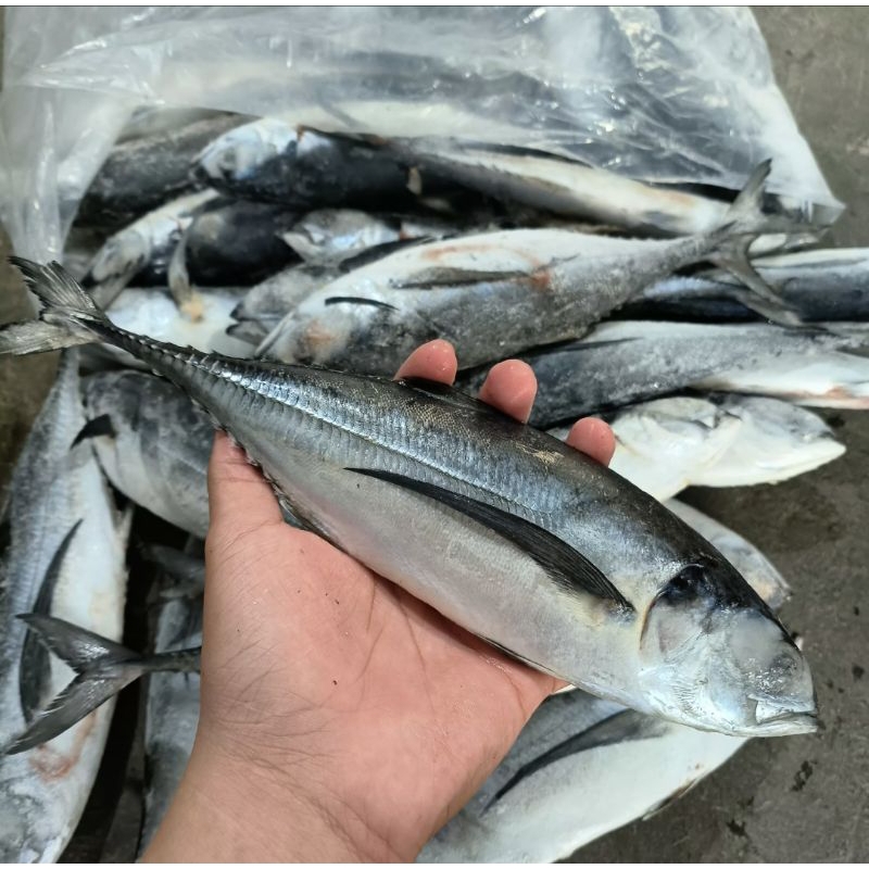 Jual Ikan Tengkek Frozen (1 kg) | Shopee Indonesia