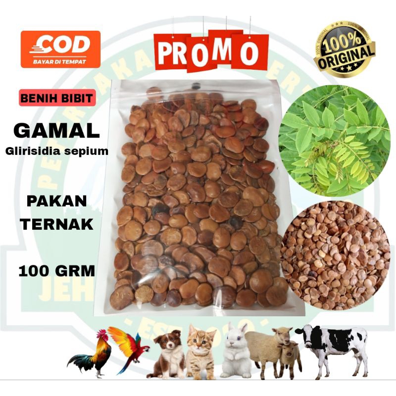 Jual Benih bibit gamal 100 gr benih biji gamal pakan ternak | Shopee ...