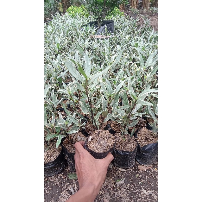 Jual tanaman hias gandarusa varigata | Shopee Indonesia