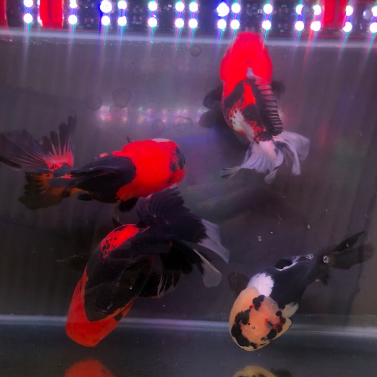 Jual Penawaran Spesial Ikan Hias Mas Koki Oranda 3color Tricolor 3c ...