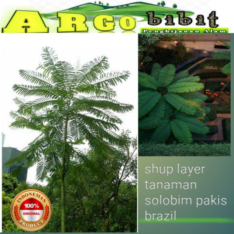 Jual solobium pohon peneduh tinggi 3 meter lebih | Shopee Indonesia