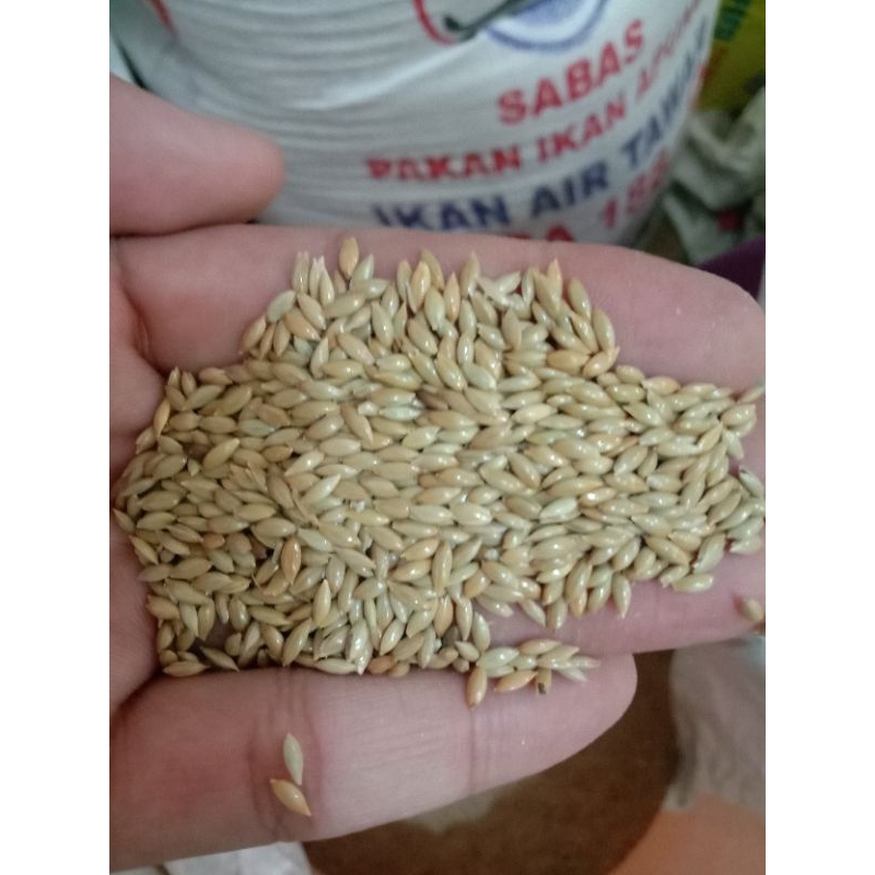 Jual Padi Mas Makanan Burung Kualitas Mantap | Shopee Indonesia