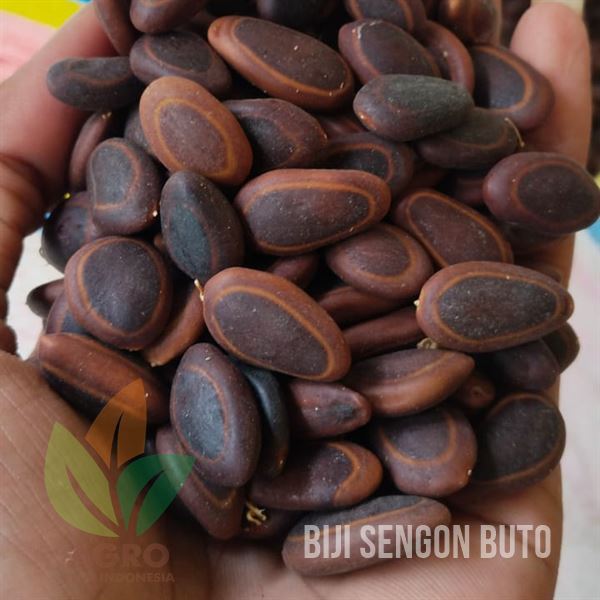 Jual Biji Benih Sengon Buto Berkualitas | Shopee Indonesia