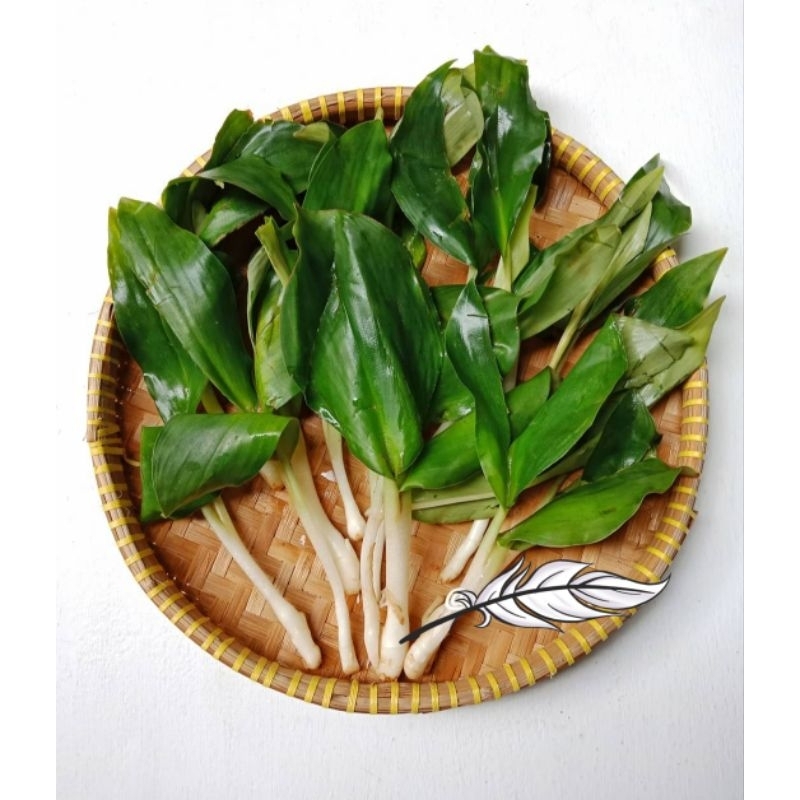 Jual Daun Kencur Segar / Lalap Daun Cikur Fresh 50 Gram | Shopee Indonesia
