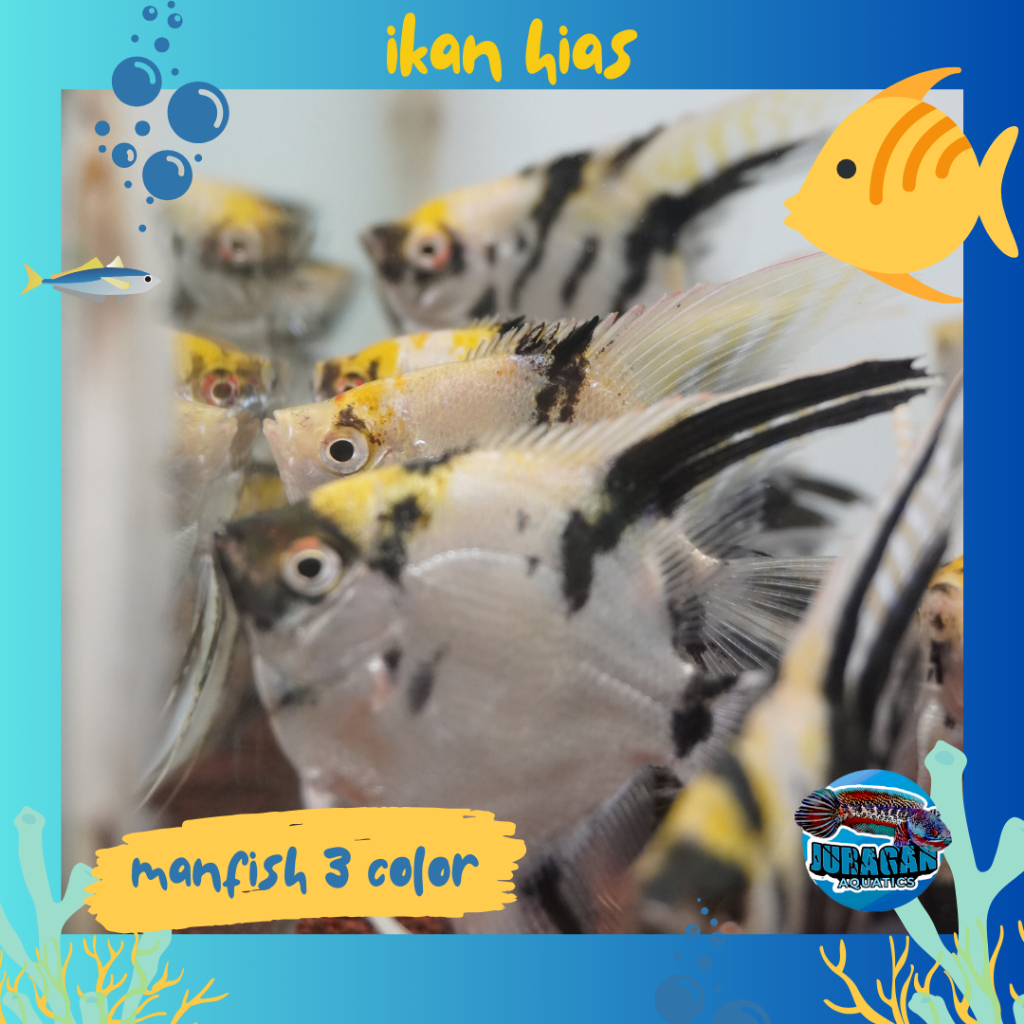 Jual Ikan Hias Air Tawar Manfish Slayer Tri Color - Ikan Hias Manfish ...